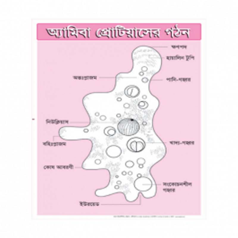 Chart Amoeba - Taj Scientific Online Store