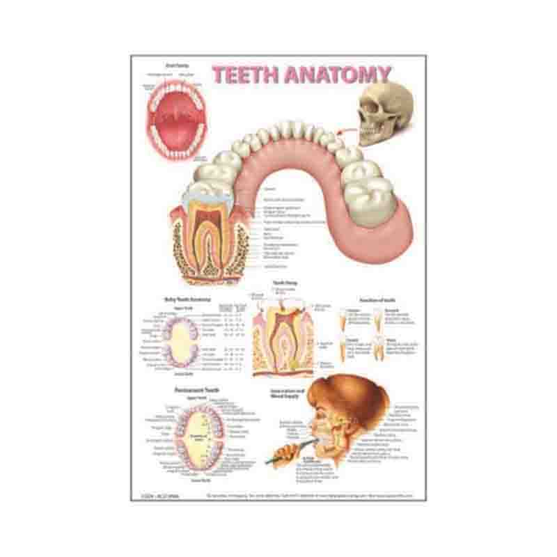 Chart Anatomy of the Teeth - Taj Scientific Online Store