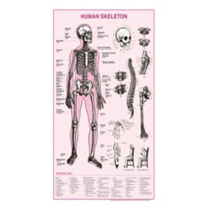 CHART OF HUMAN SKELETON - Taj Scientific Online Store