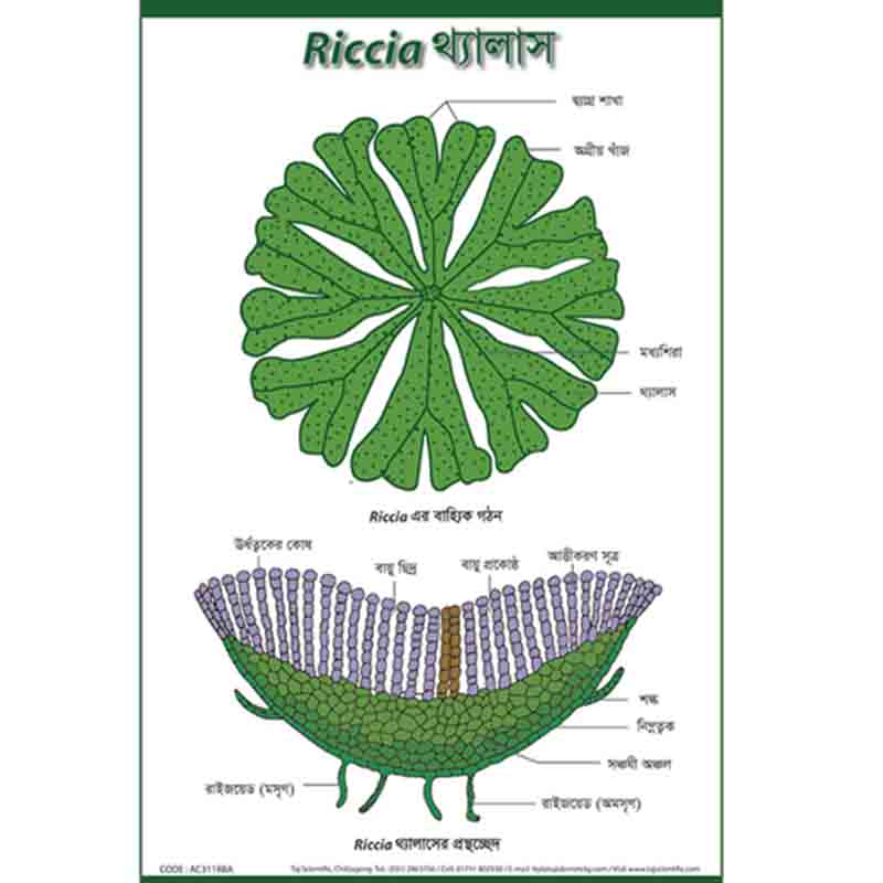 CHART Riccia Thallus - Taj Scientific Online Store