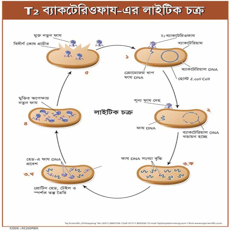 Chart of T2 Virus - Taj Scientific Online Store