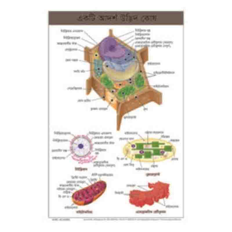 Plant Cell Chart - Taj Scientific Online Store