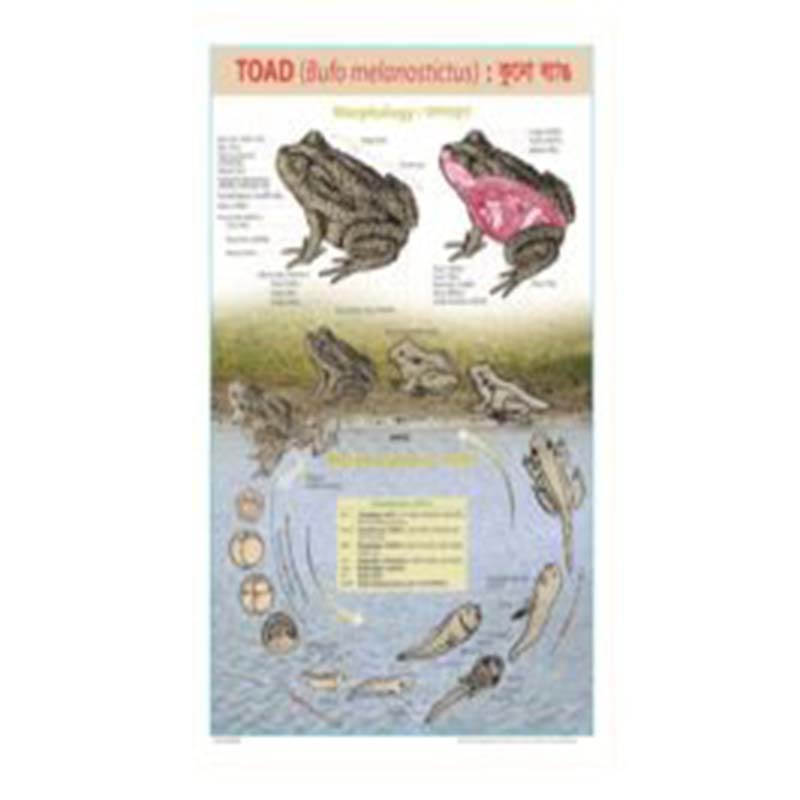Chart TOAD (BUF MELANOSTICTUS) Morphology - Taj Scientific Online Store
