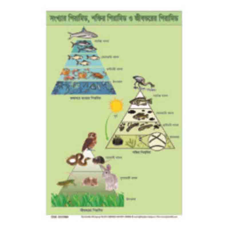 Ecological Pyramid Chart - Taj Scientific Online Store